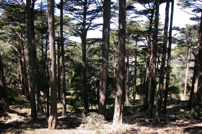 Buena Vista Park is one of the very best things to do in San Francisco