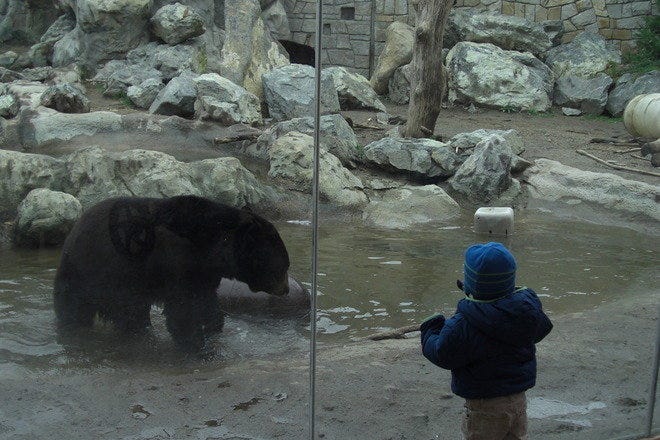 Stone Zoo is one of the very best things to do in Boston