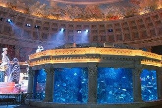 The Aquarium at The Mirage: Las Vegas Attractions Review - 10Best ...