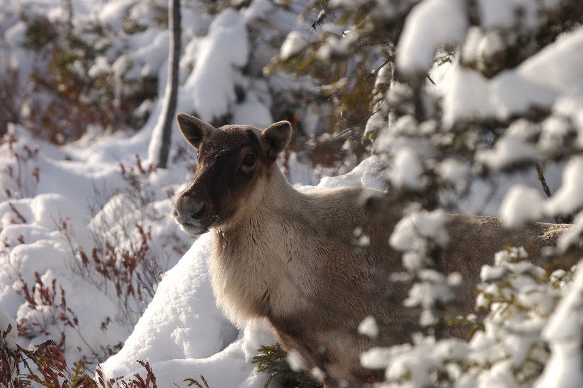 10 Arctic Animals You Don't Typically See