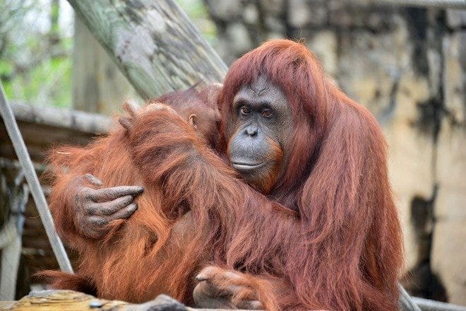 ZooTampa at Lowry Park is one of the very best things to do in Tampa