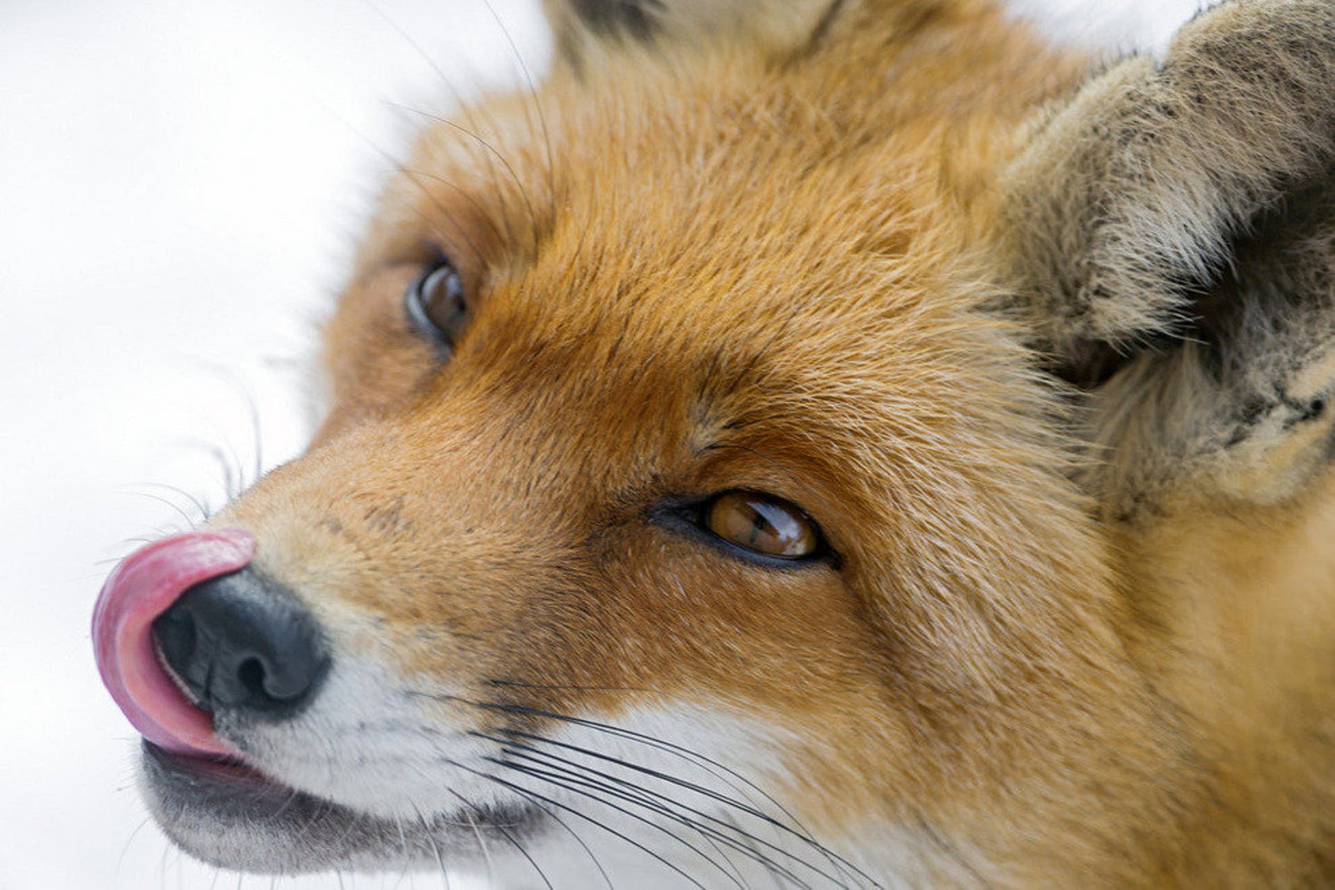 Amazing Animals of Alaska
