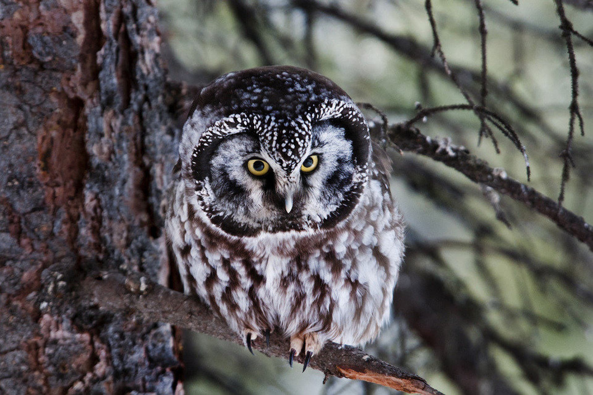 Amazing Animals of Alaska