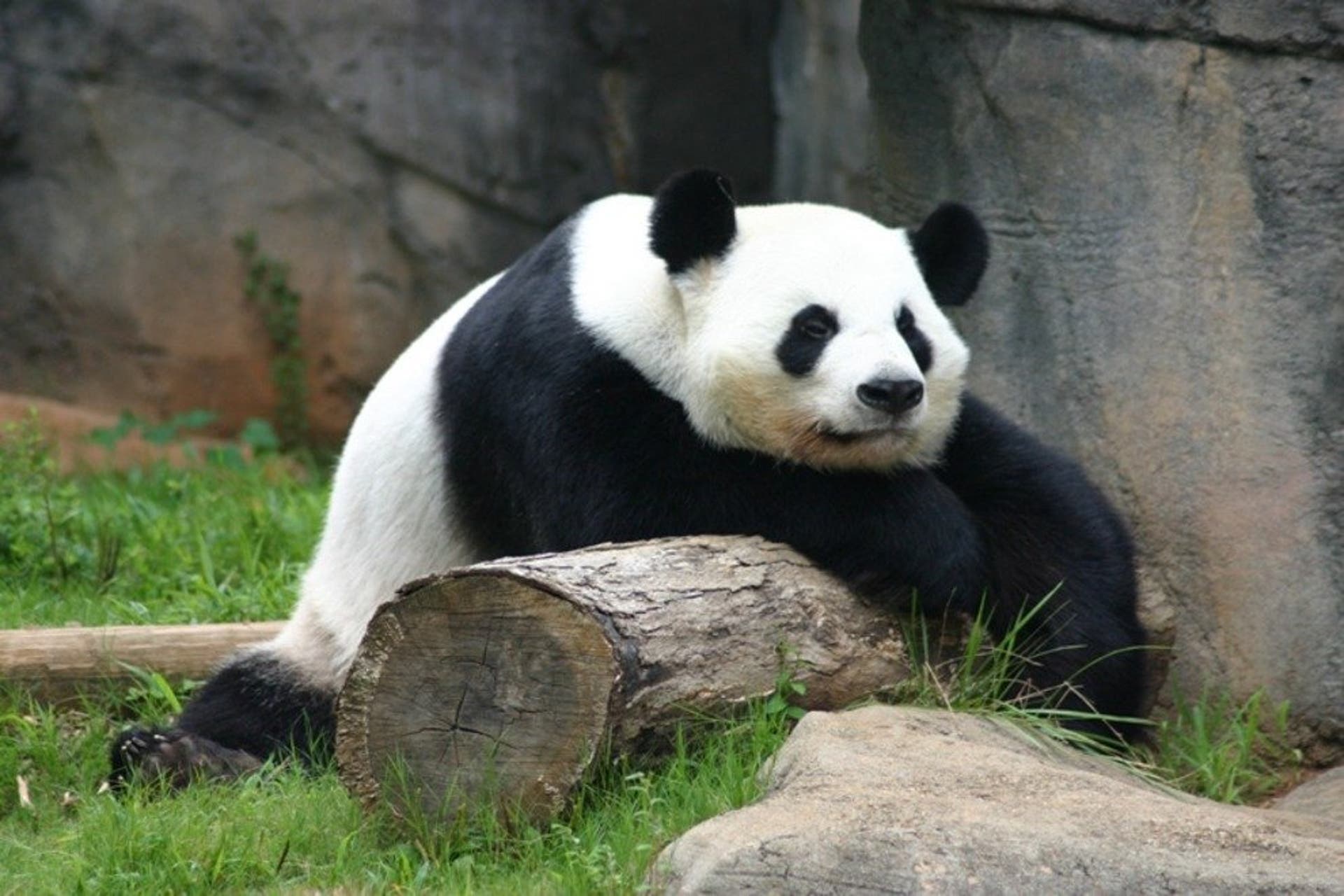 10 Places to See Giant Pandas