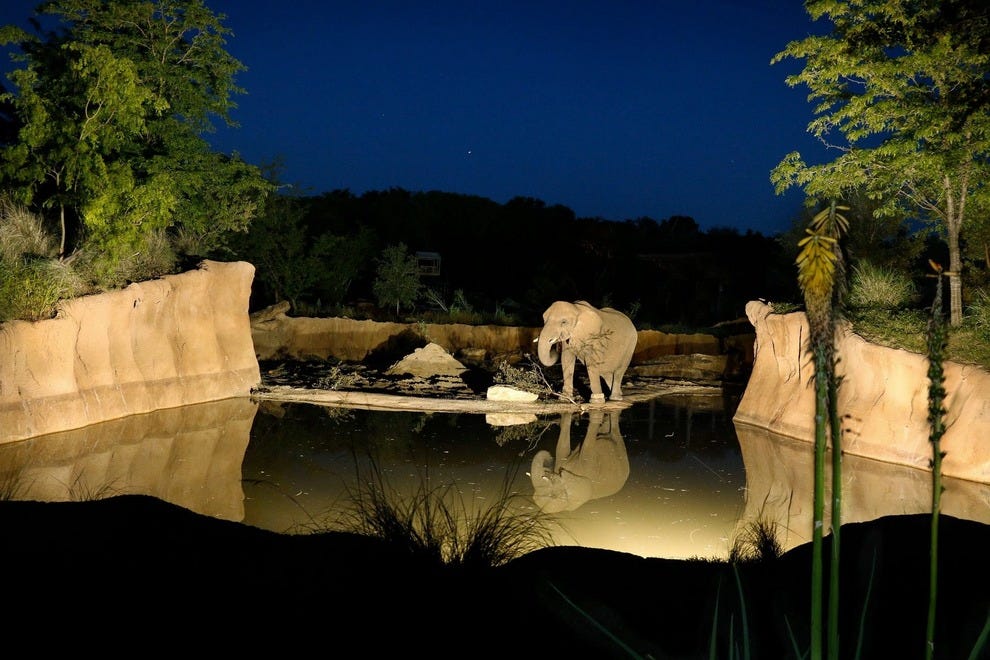 Halloween Nights at Dallas Zoo: Family Fun with the Animals ...