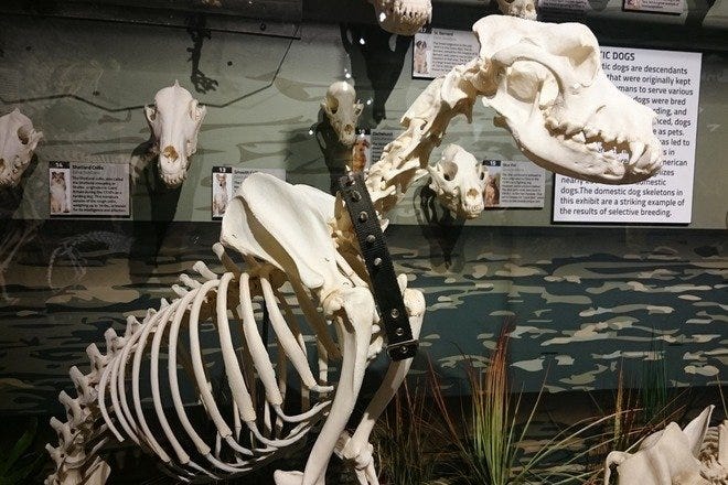 Skeletons: Museum of Osteology is one of the very best things to do in ...