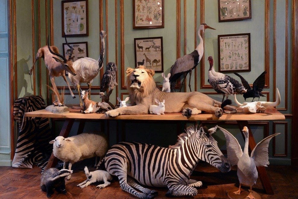 Deyrolle: Paris Attractions Review - 10Best Experts and Tourist Reviews