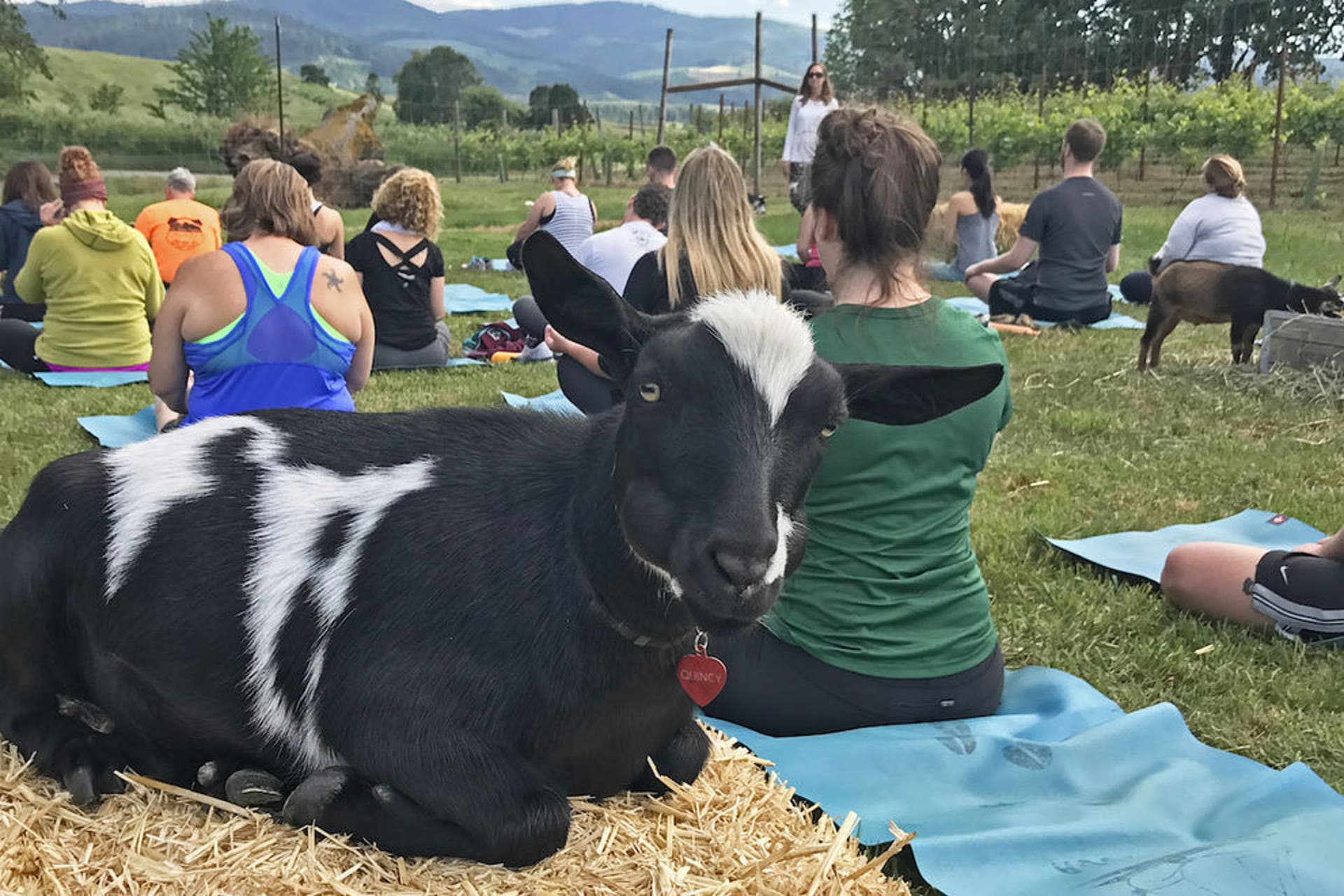 Here are 10 places where you can do yoga with goats