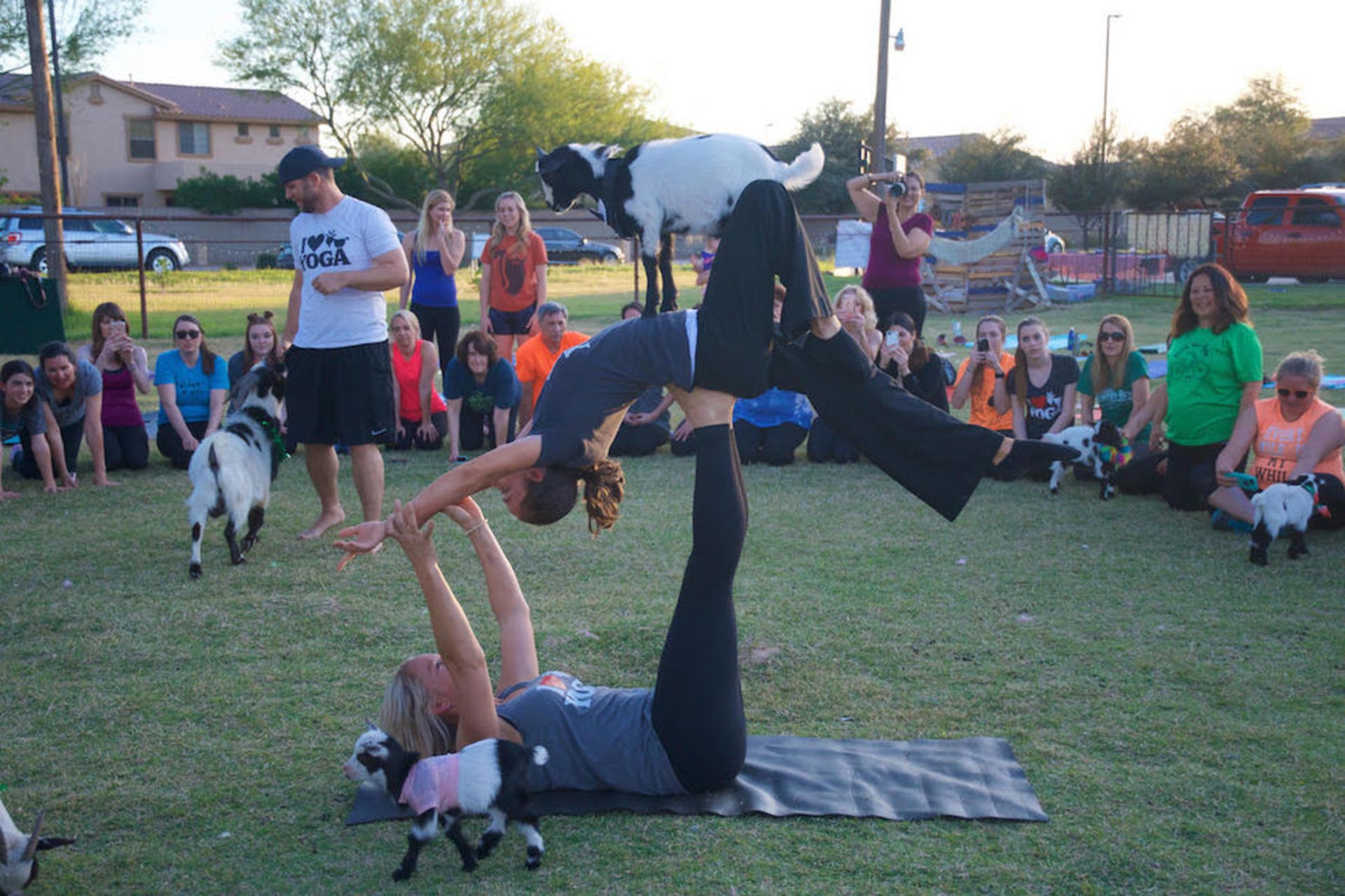 Here are 10 places where you can do yoga with goats