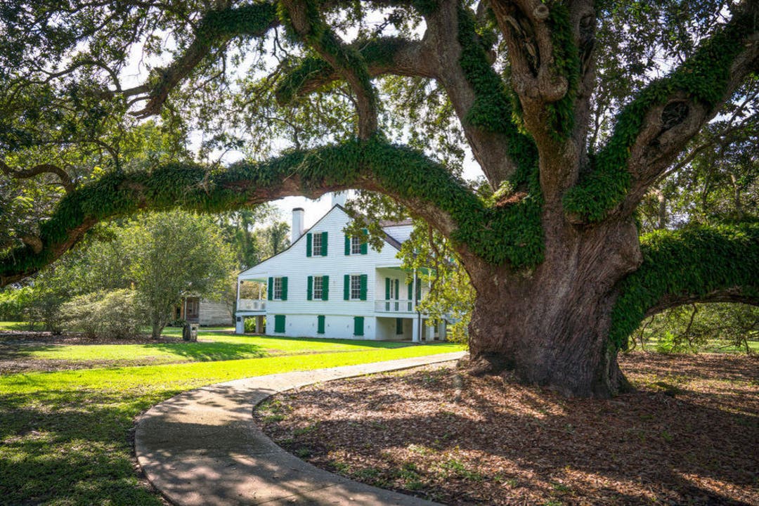 The Bayou - why you need to visit Louisiana's Cajun country