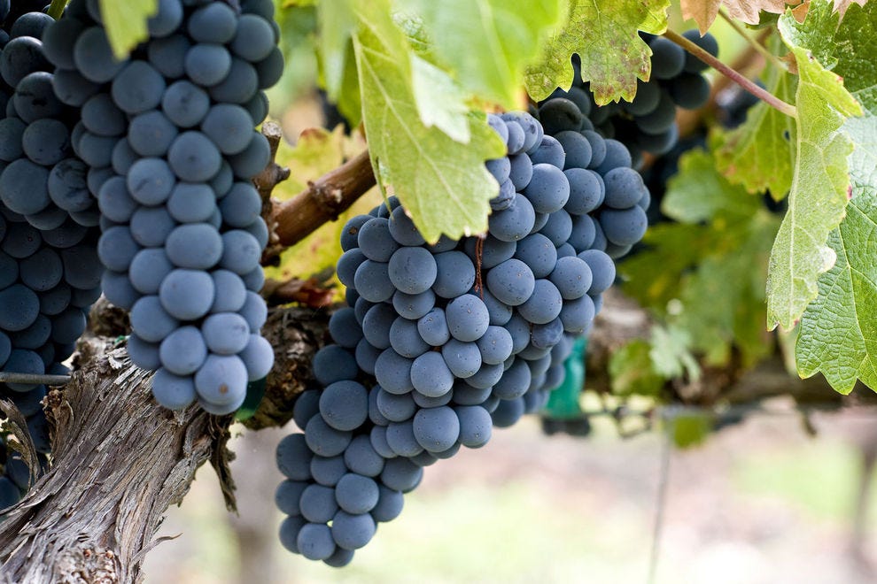 How an ancient grape linked American and Croatian wine