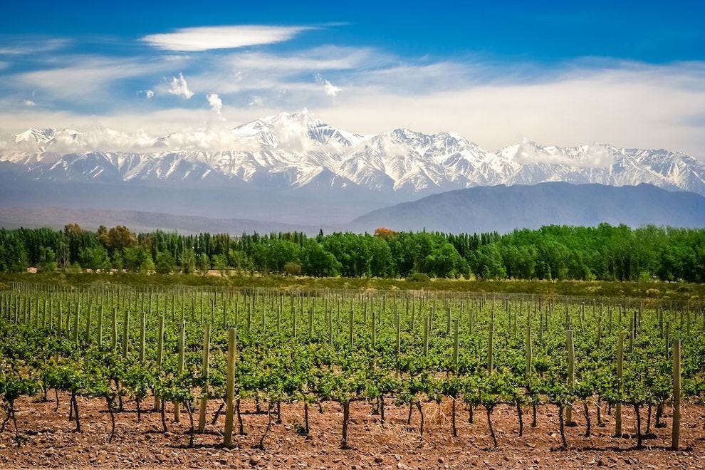Why 'high-altitude' wines are getting so much buzz