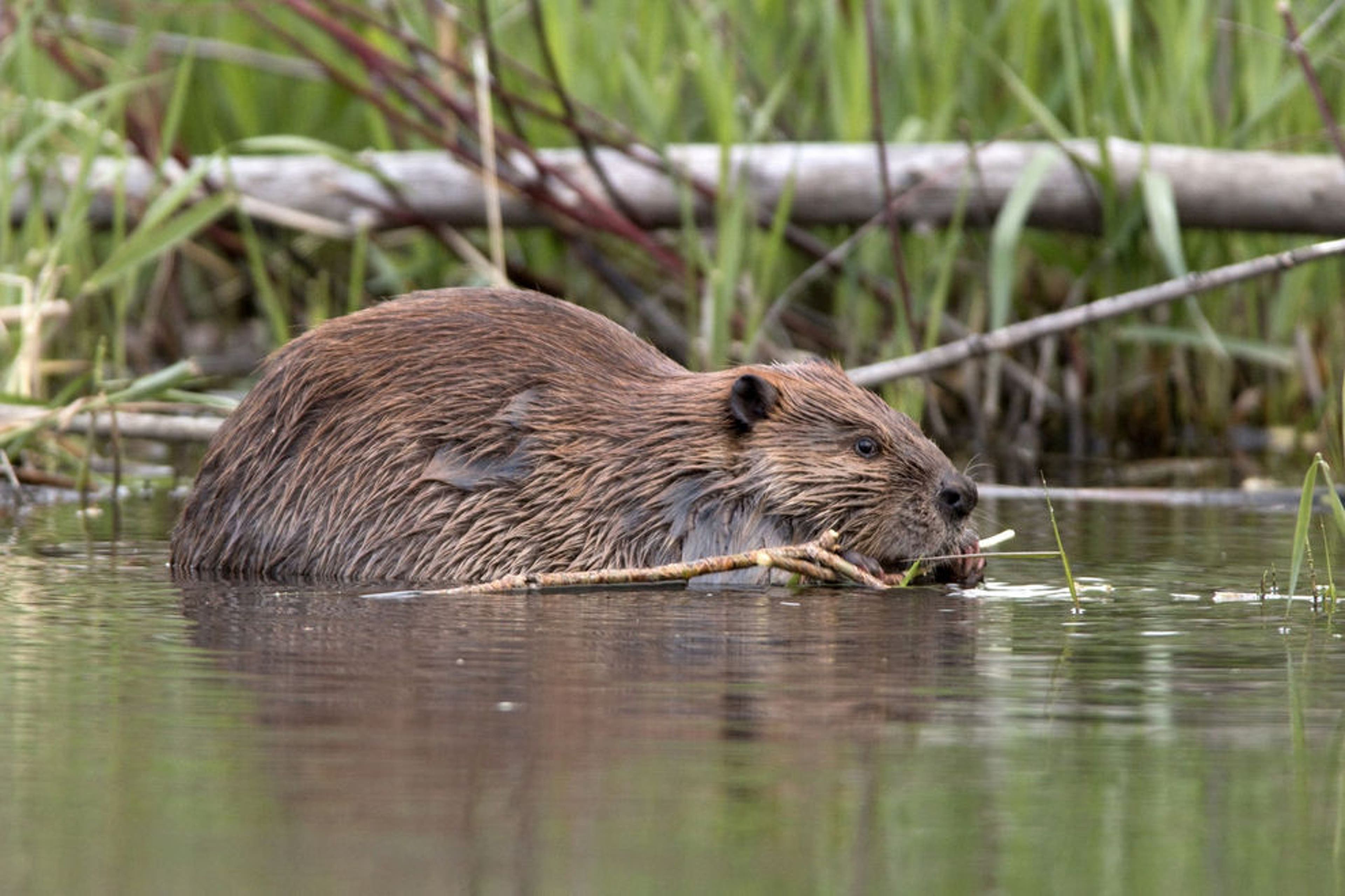 Beaver sac excretions have flavored more food than you realize
