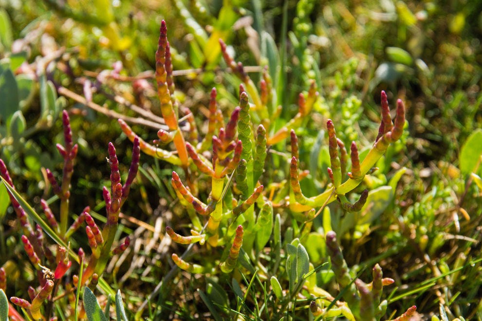 Get to know Salicornia, the vegetable chefs are falling in love with