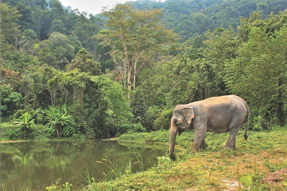 10 ethical places you need to go to interact with elephants