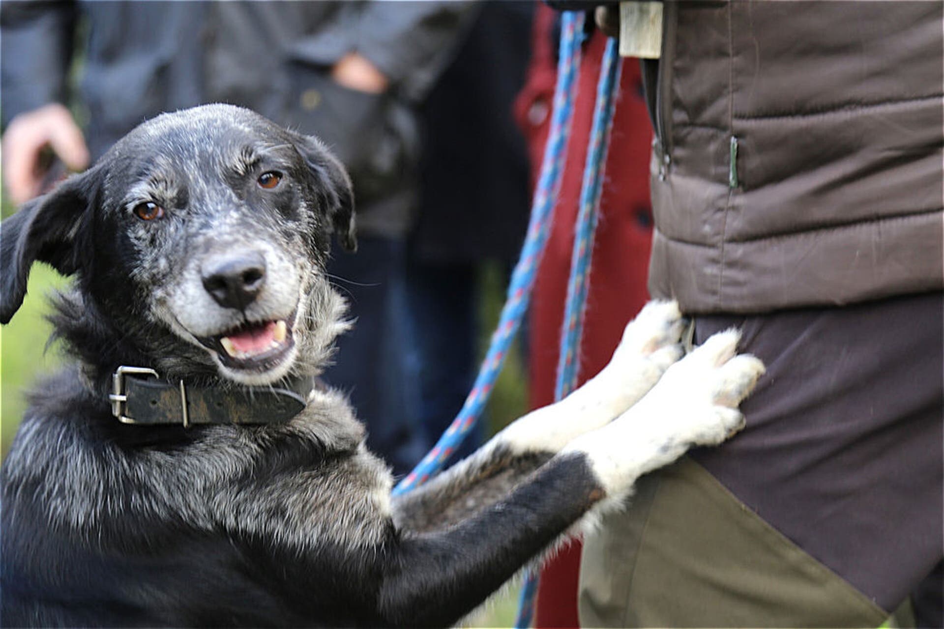 Everything you need to know about truffle dogs in the South of France
