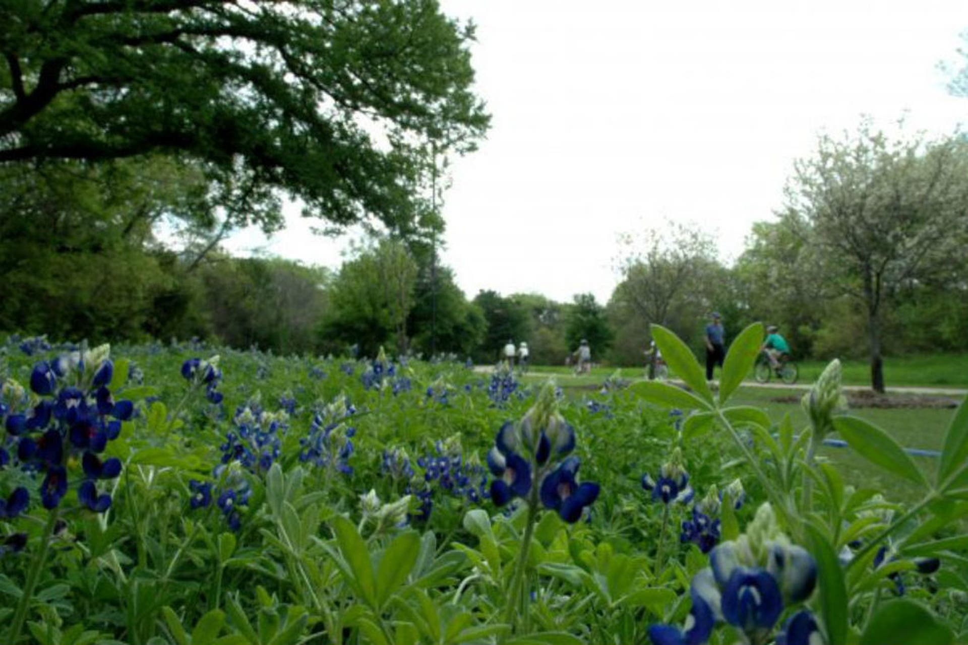 10 Best Parks in Dallas, TX - USA TODAY 10Best