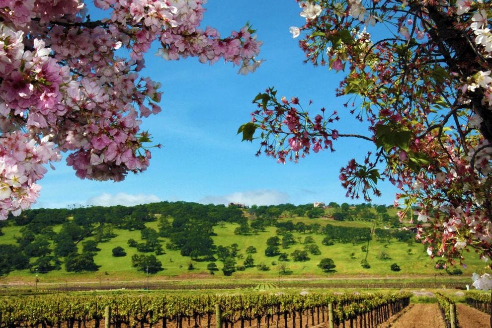 Why you need to explore Suisun Valley, undiscovered wine country