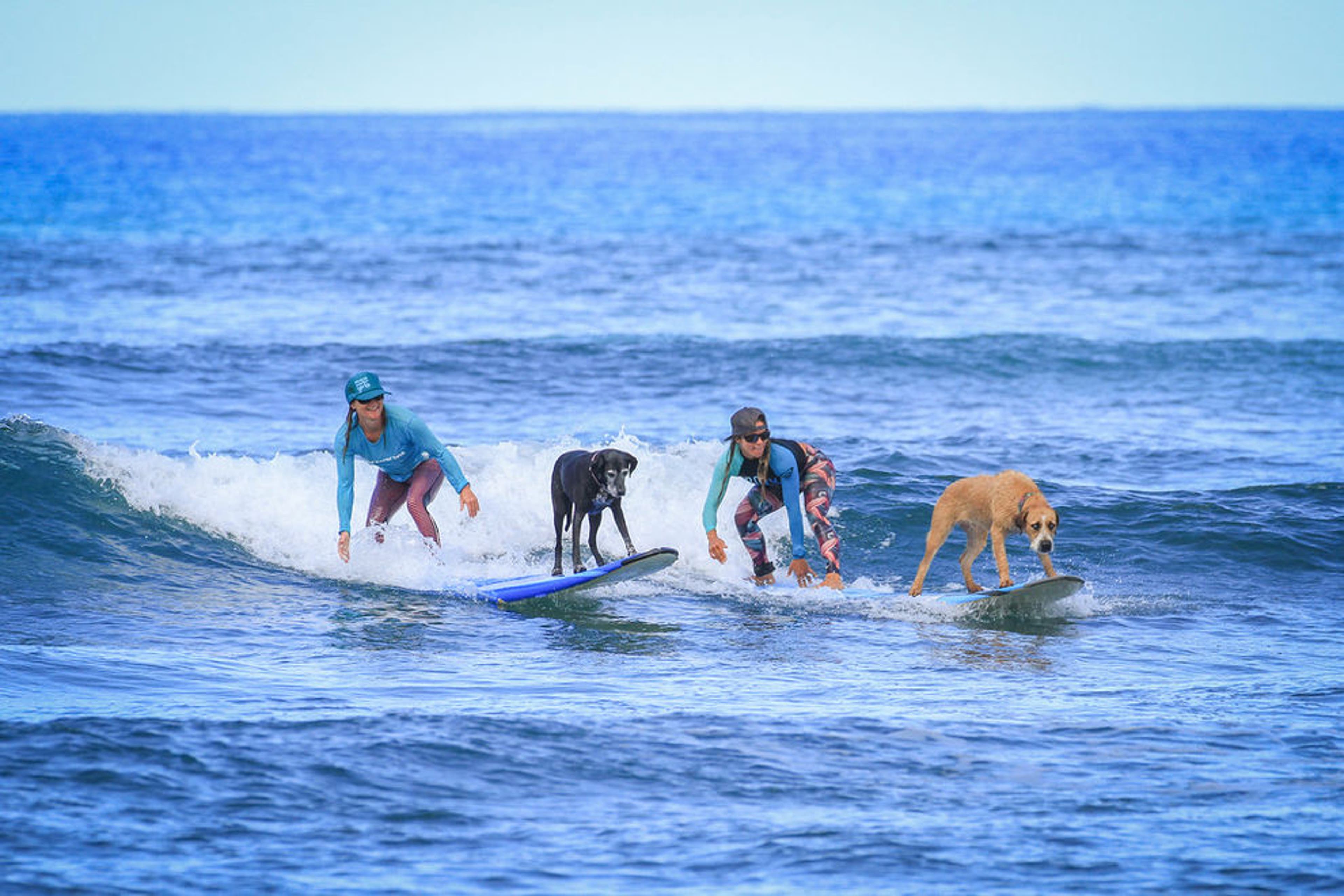 Where to see dogs surf (and how to get your pet surfing, too)
