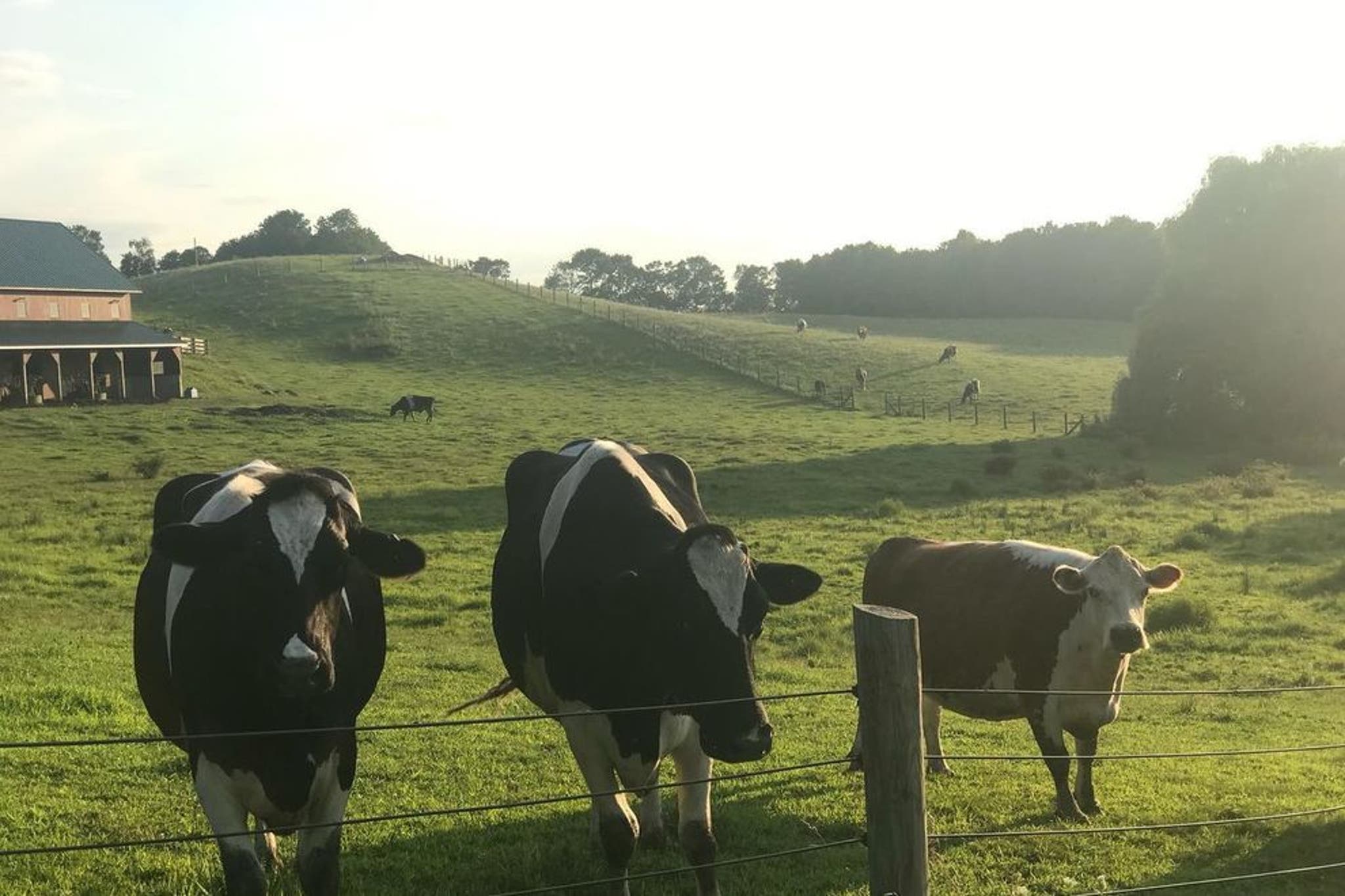 10 amazing animal sanctuaries in the U.S. that you need to visit