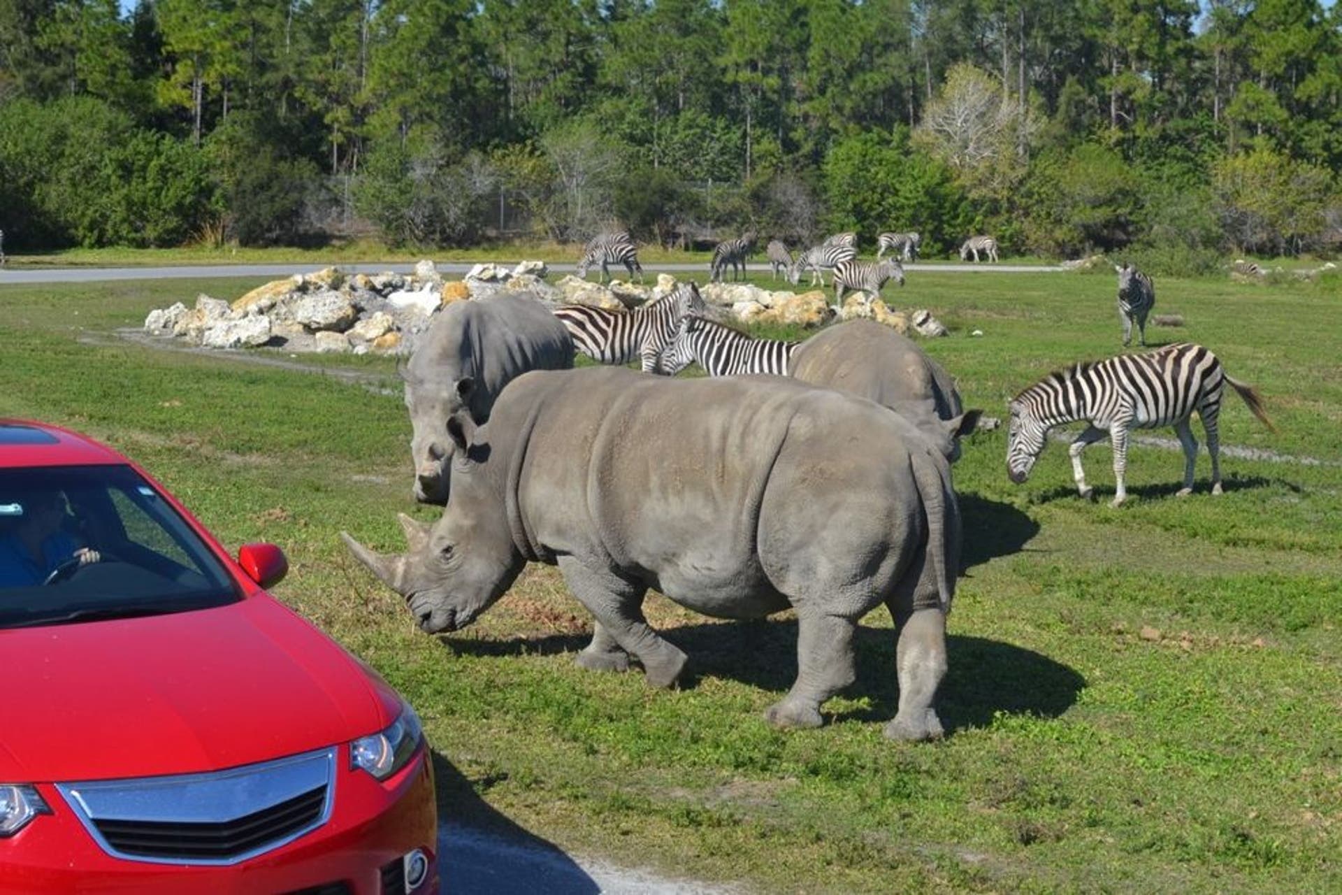 10 best US safari parks that bring the wild to life