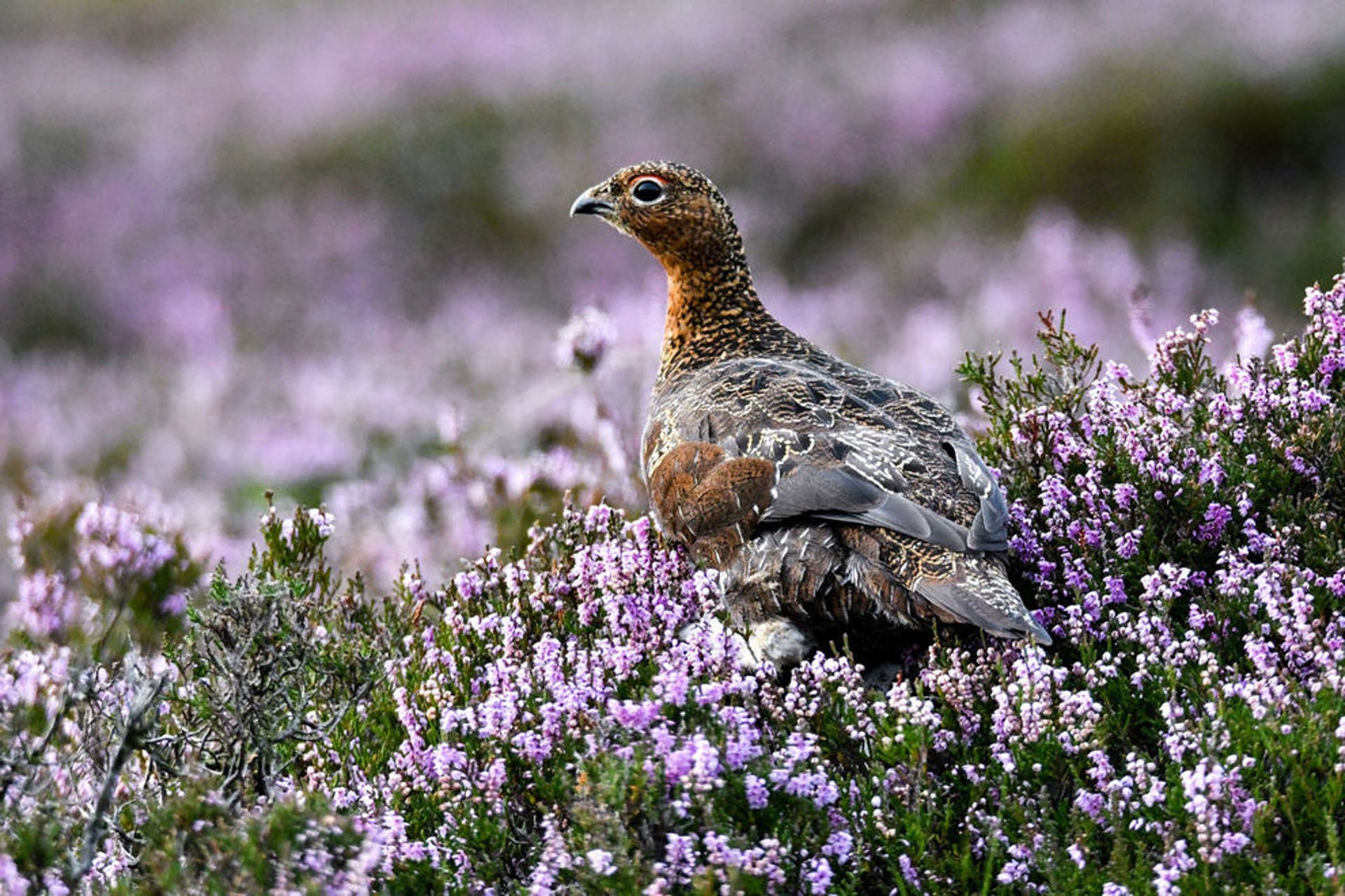 What are the official state birds for all 50 states?