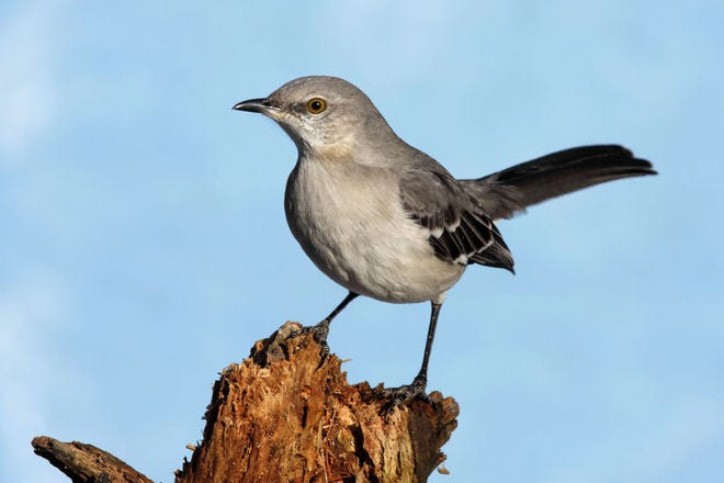 Georgia State Bird Name