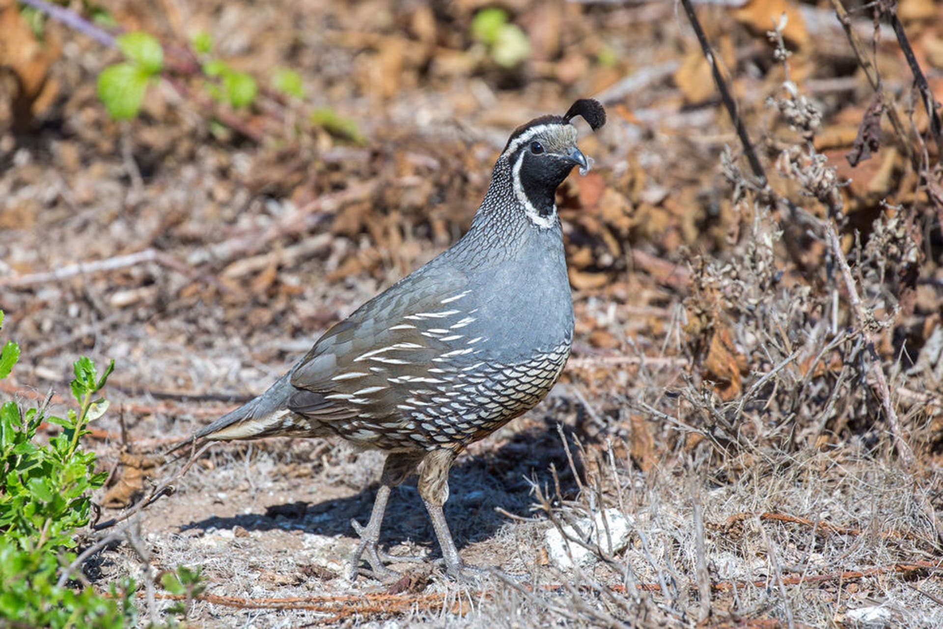 What are the official state birds for all 50 states?