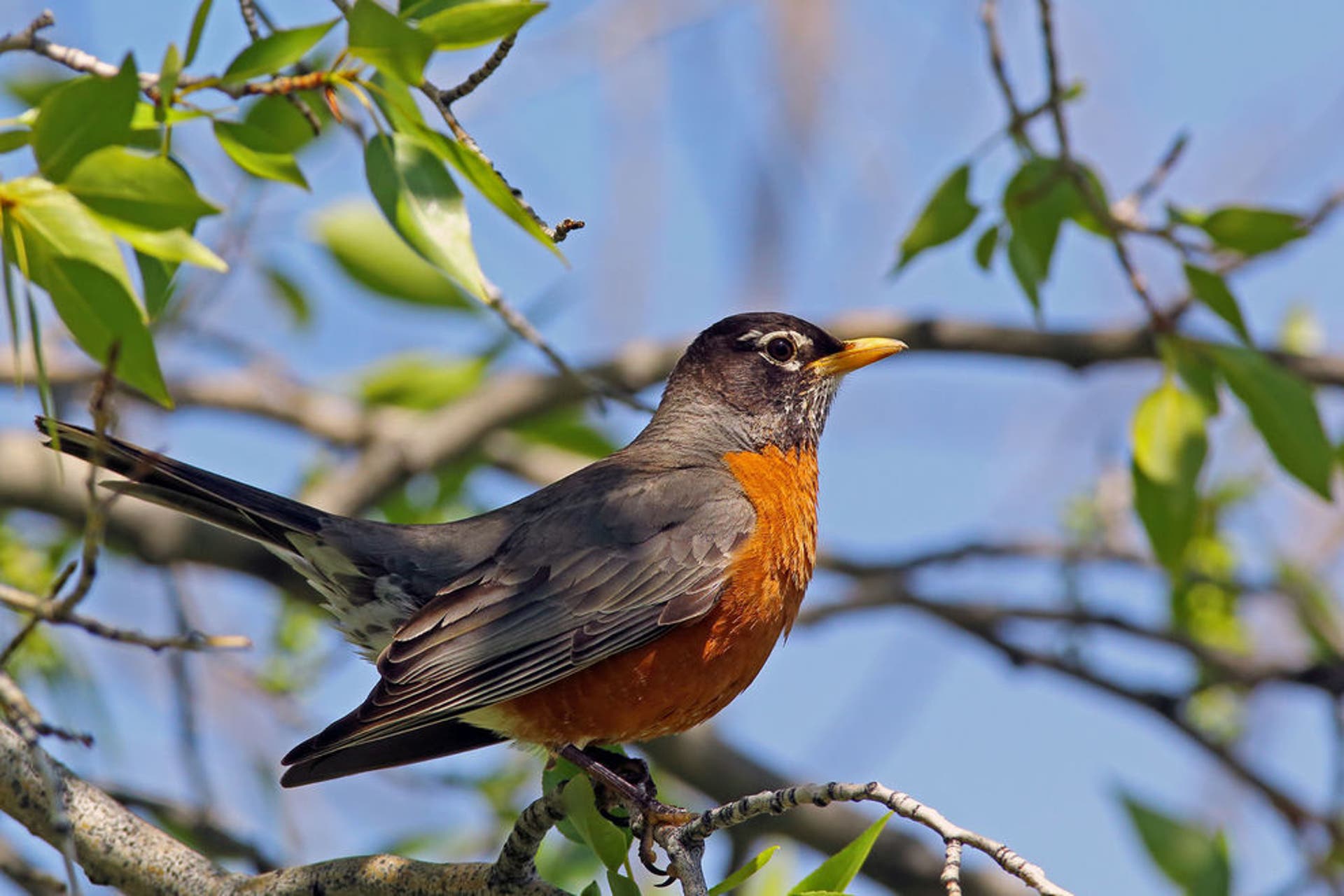 What are the official state birds for all 50 states?
