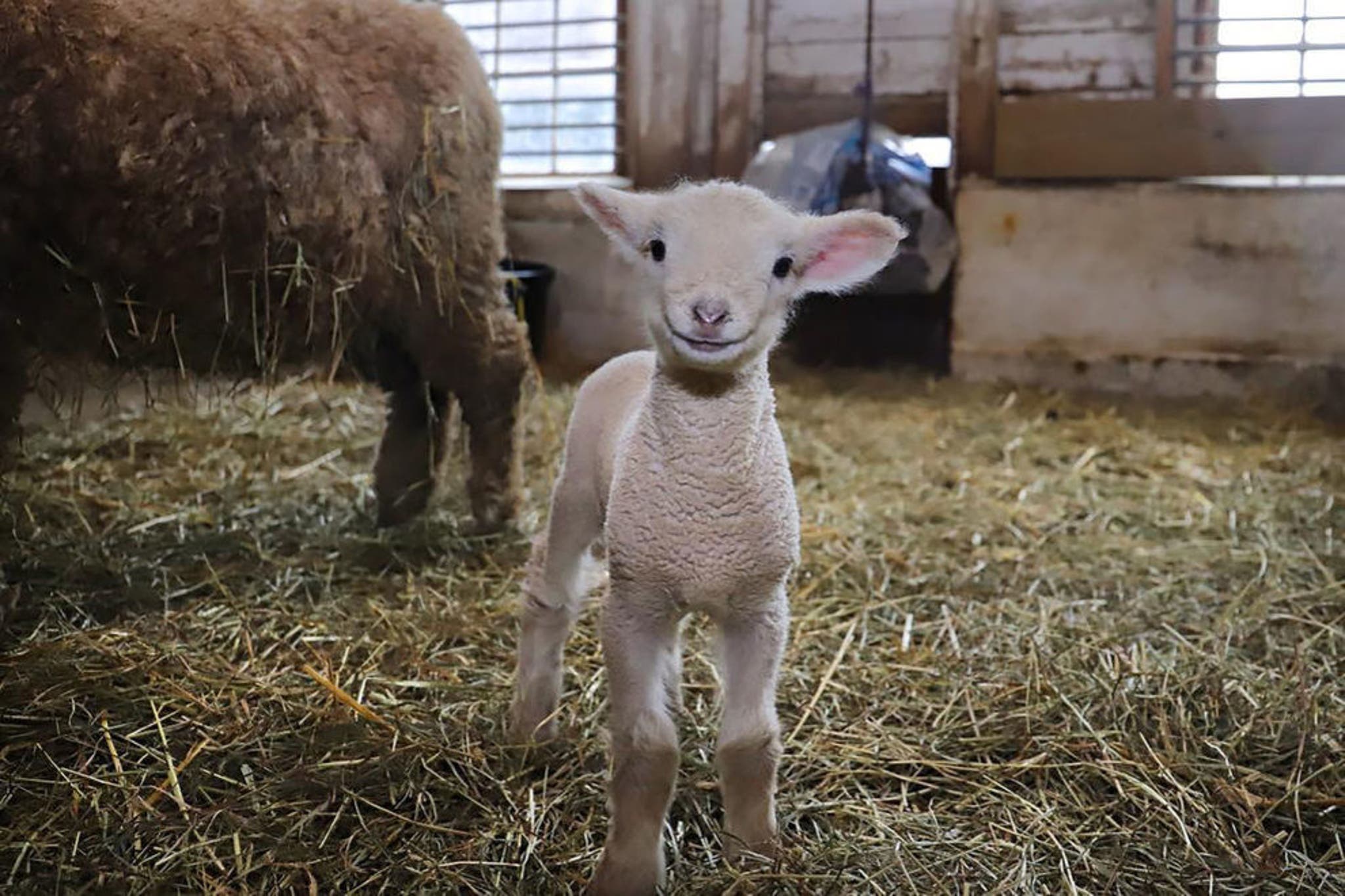 Everything you want to know about fluffy cows