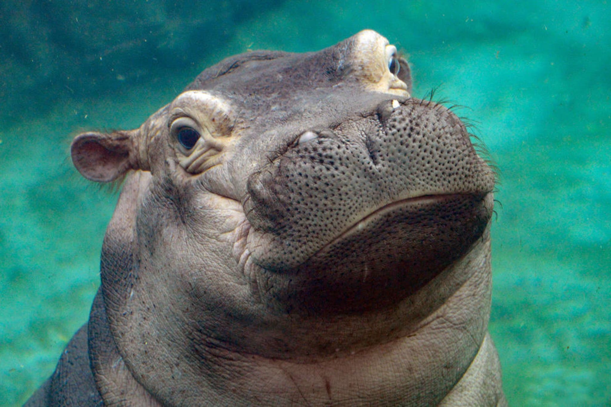 Cincinnati Zoo & Botanical Garden: 2025 USA TODAY 10BEST Readers ...
