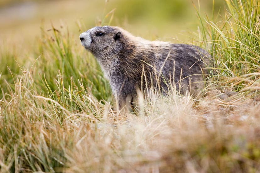 10 amazing animals that live in U.S. national parks