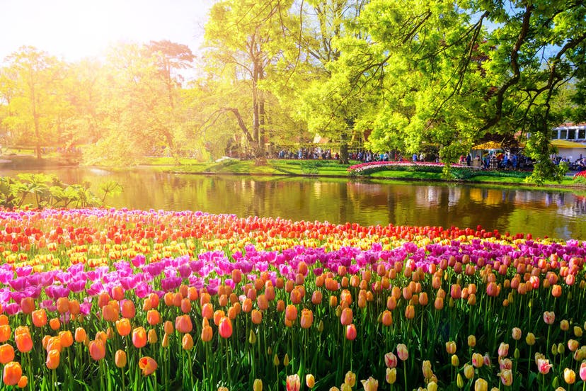 10 of the prettiest flower fields in the world