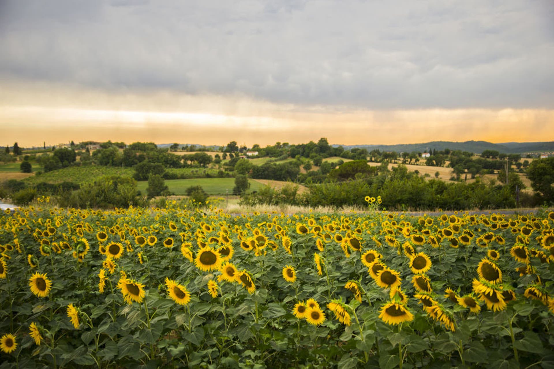 10 of the prettiest flower fields in the world