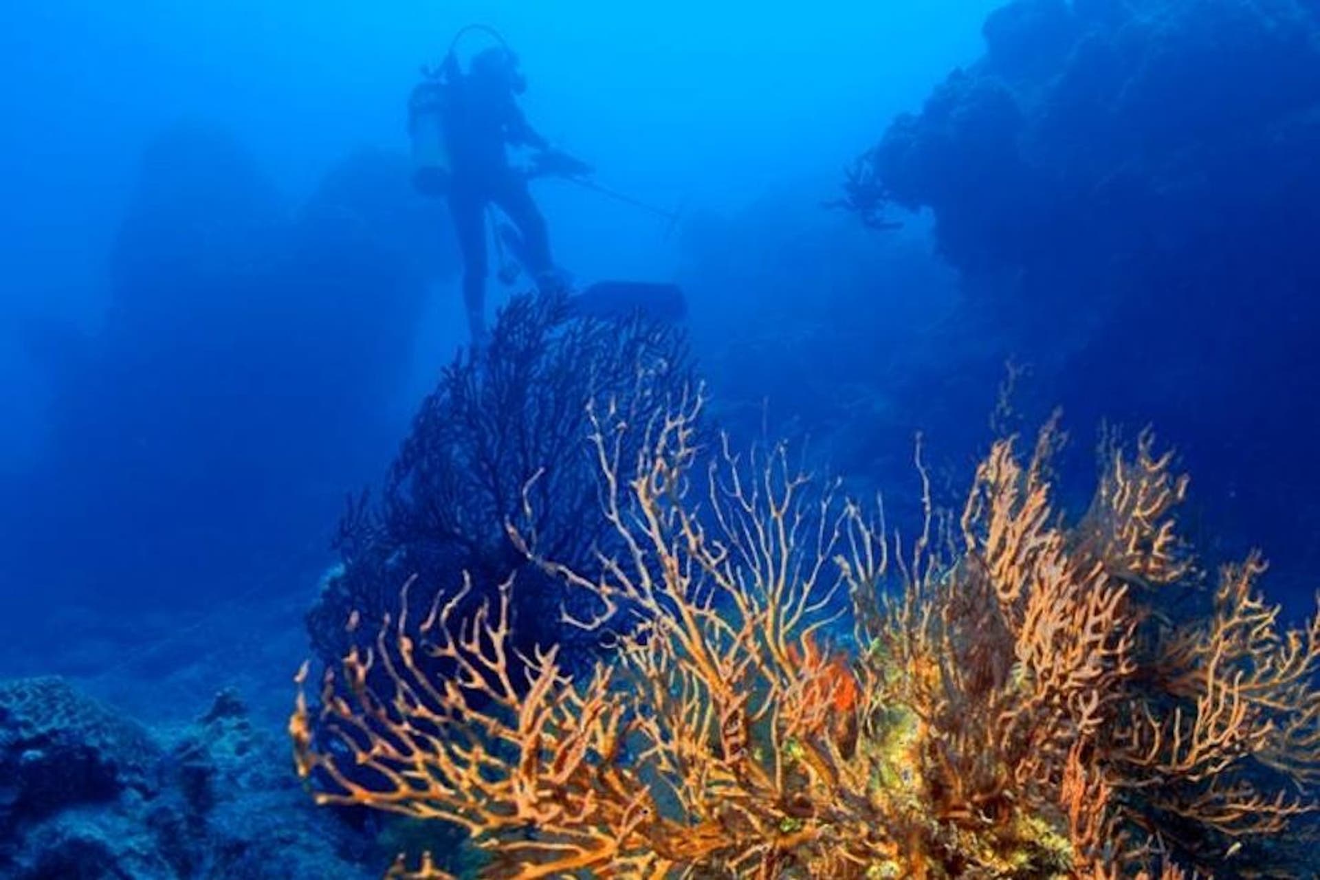Scuba diving in national parks: Where to go try