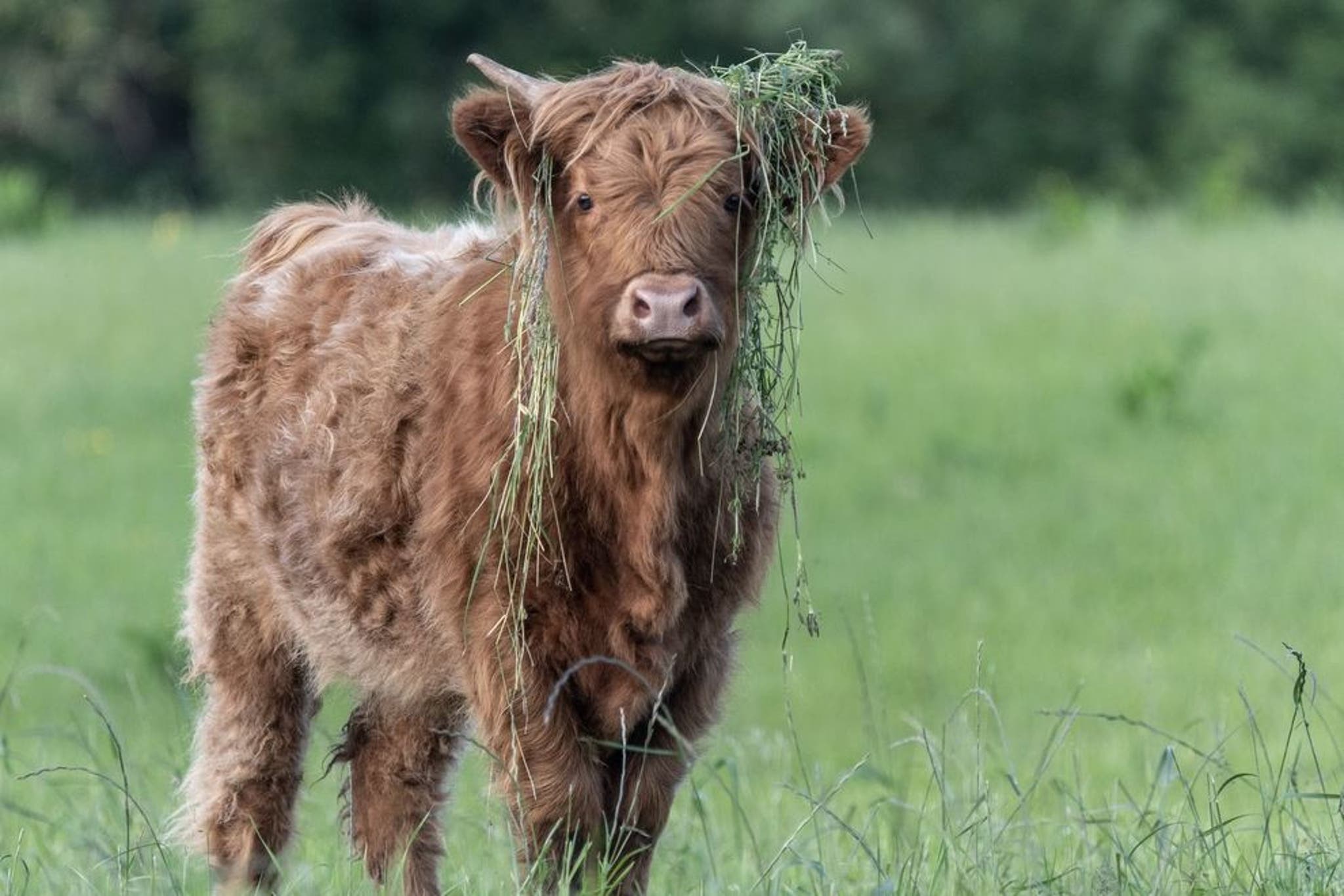 Everything you want to know about fluffy cows