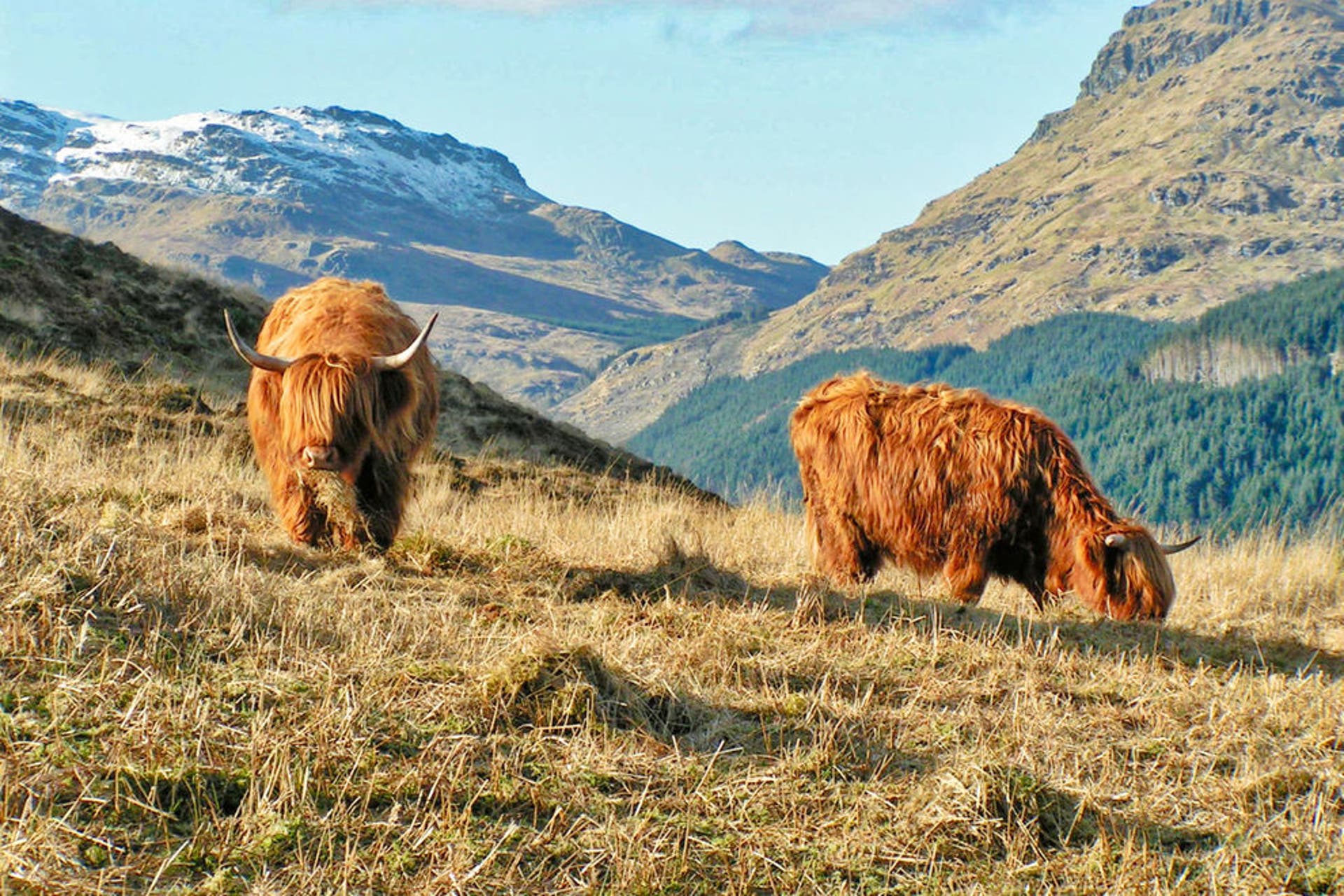 Everything you want to know about fluffy cows