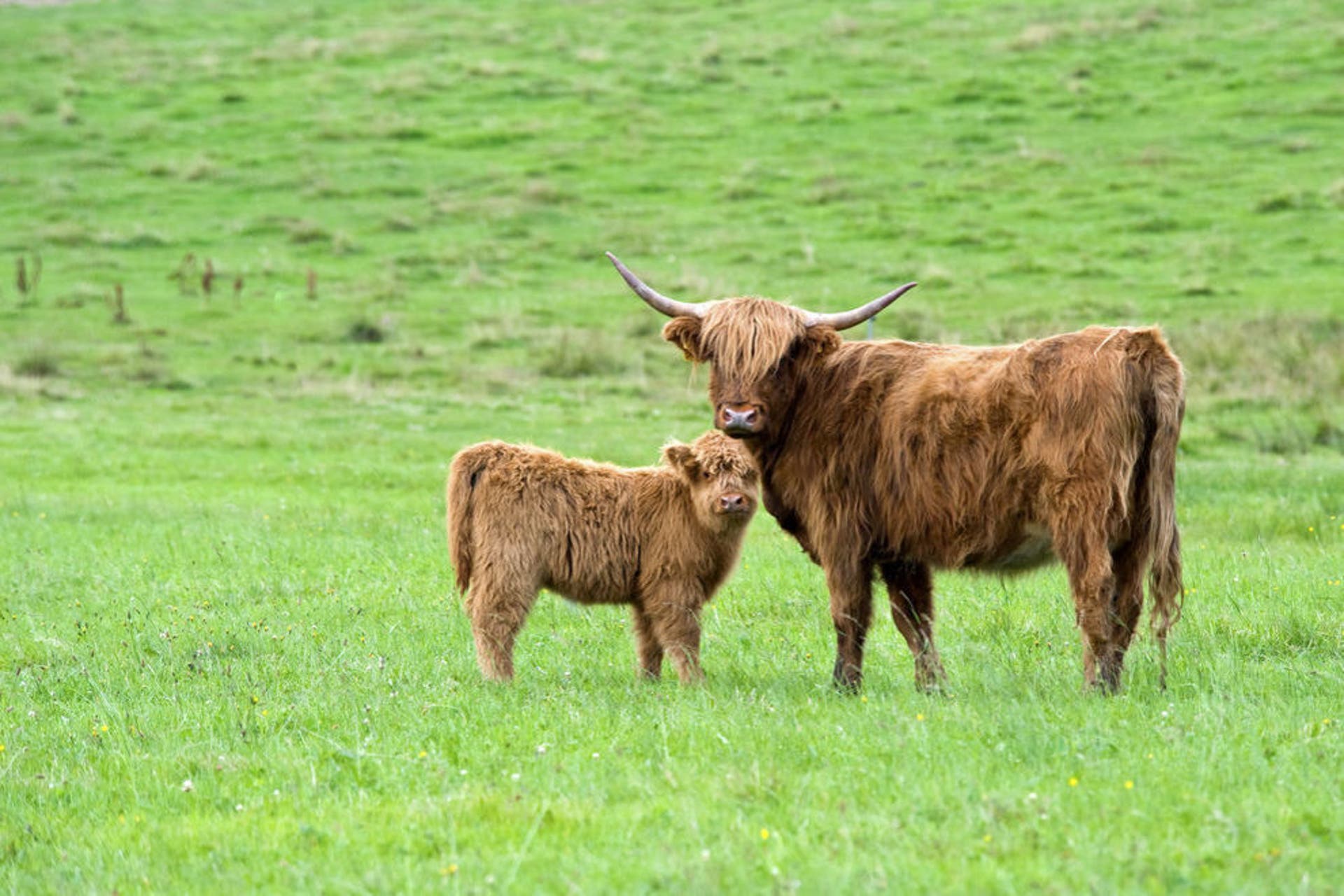 Everything you want to know about fluffy cows