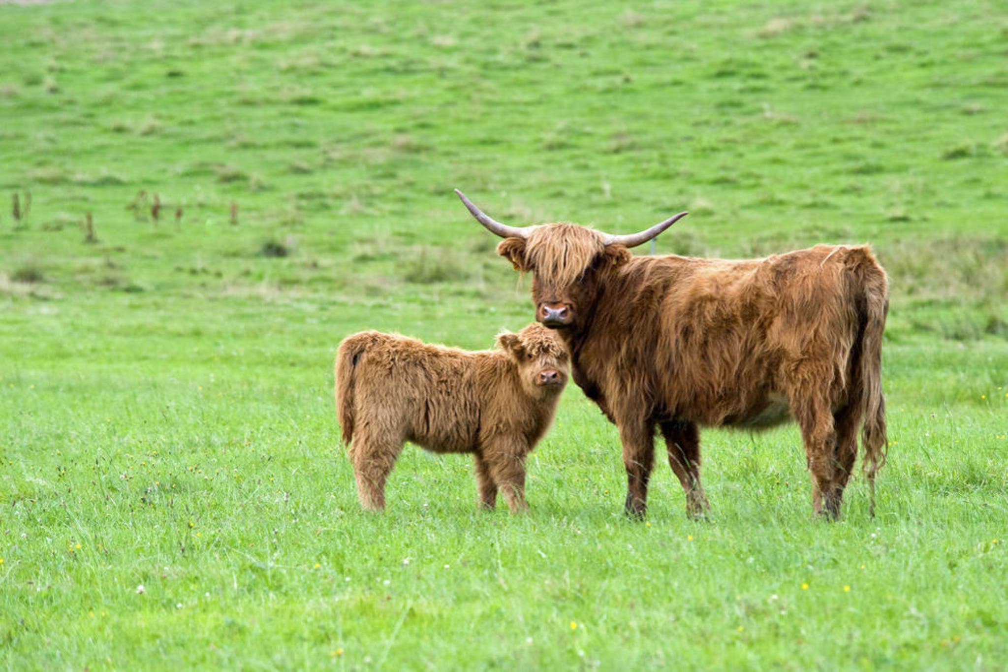 Everything you want to know about fluffy cows