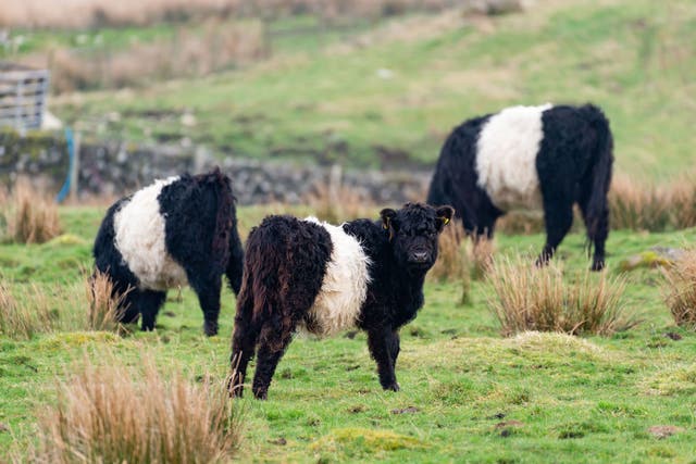 Everything you want to know about fluffy cows