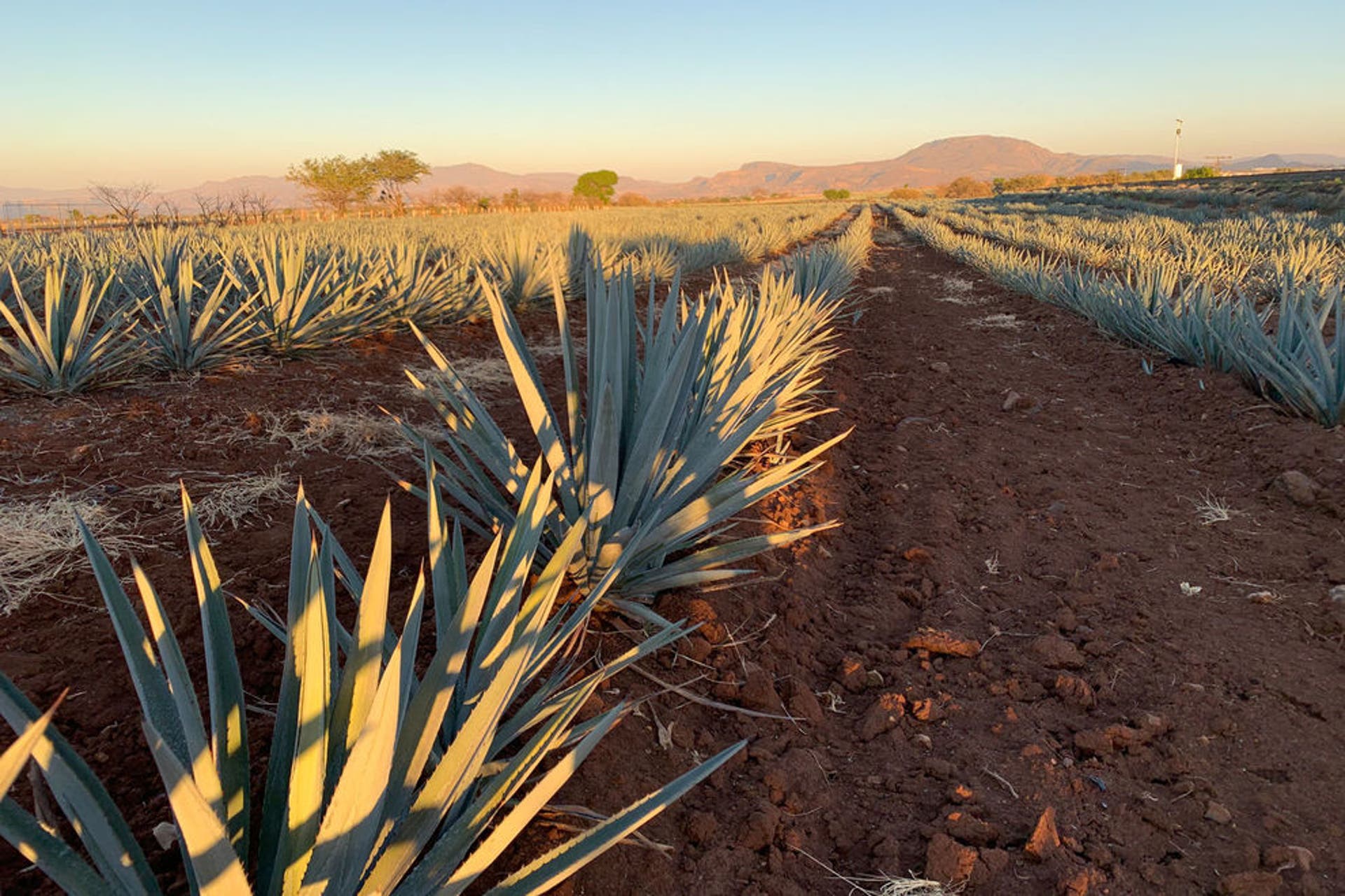 Take a tour of magical Tequila, Mexico (virtually)