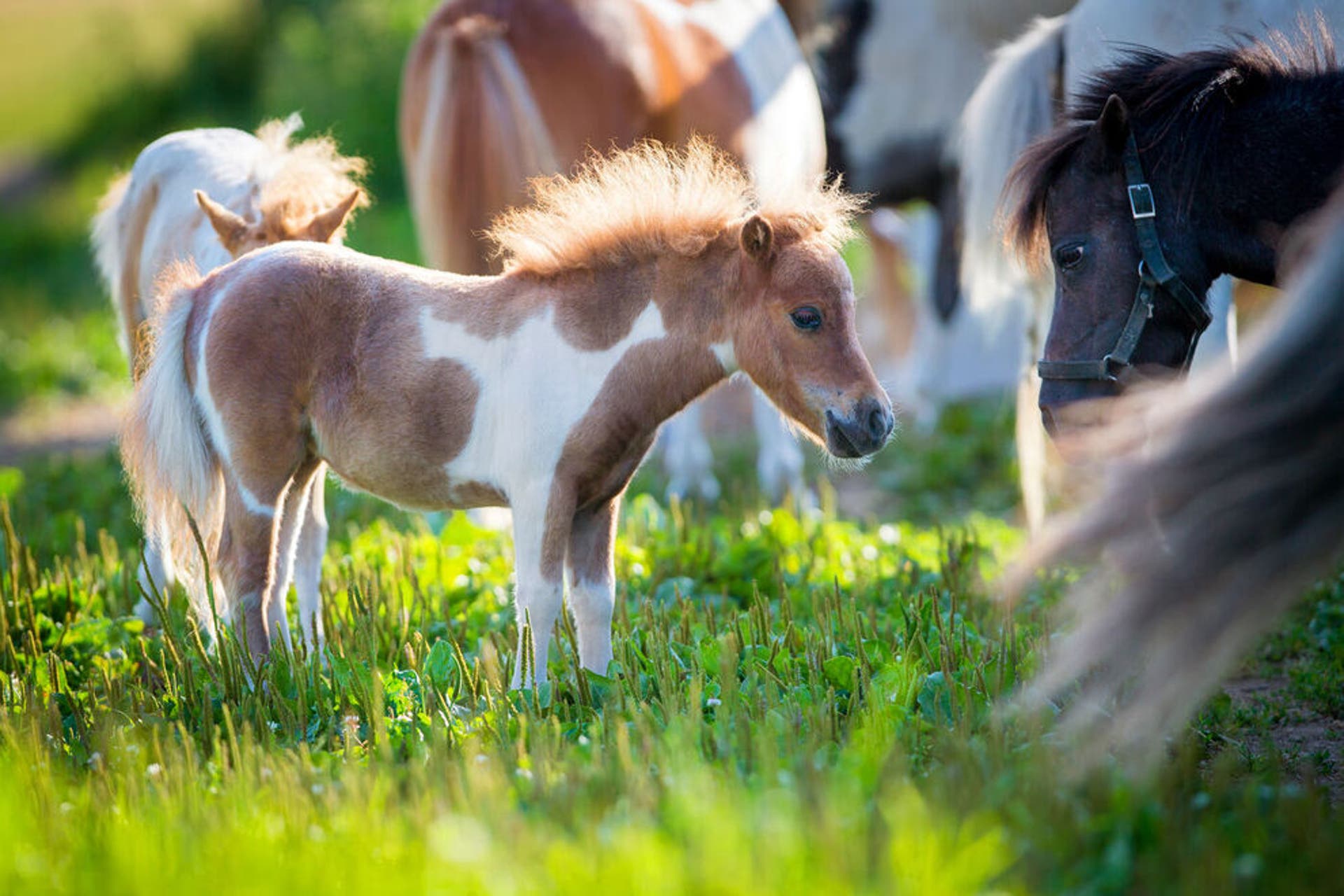 Ponies and mini horses: 10 adorable photos to brighten your day