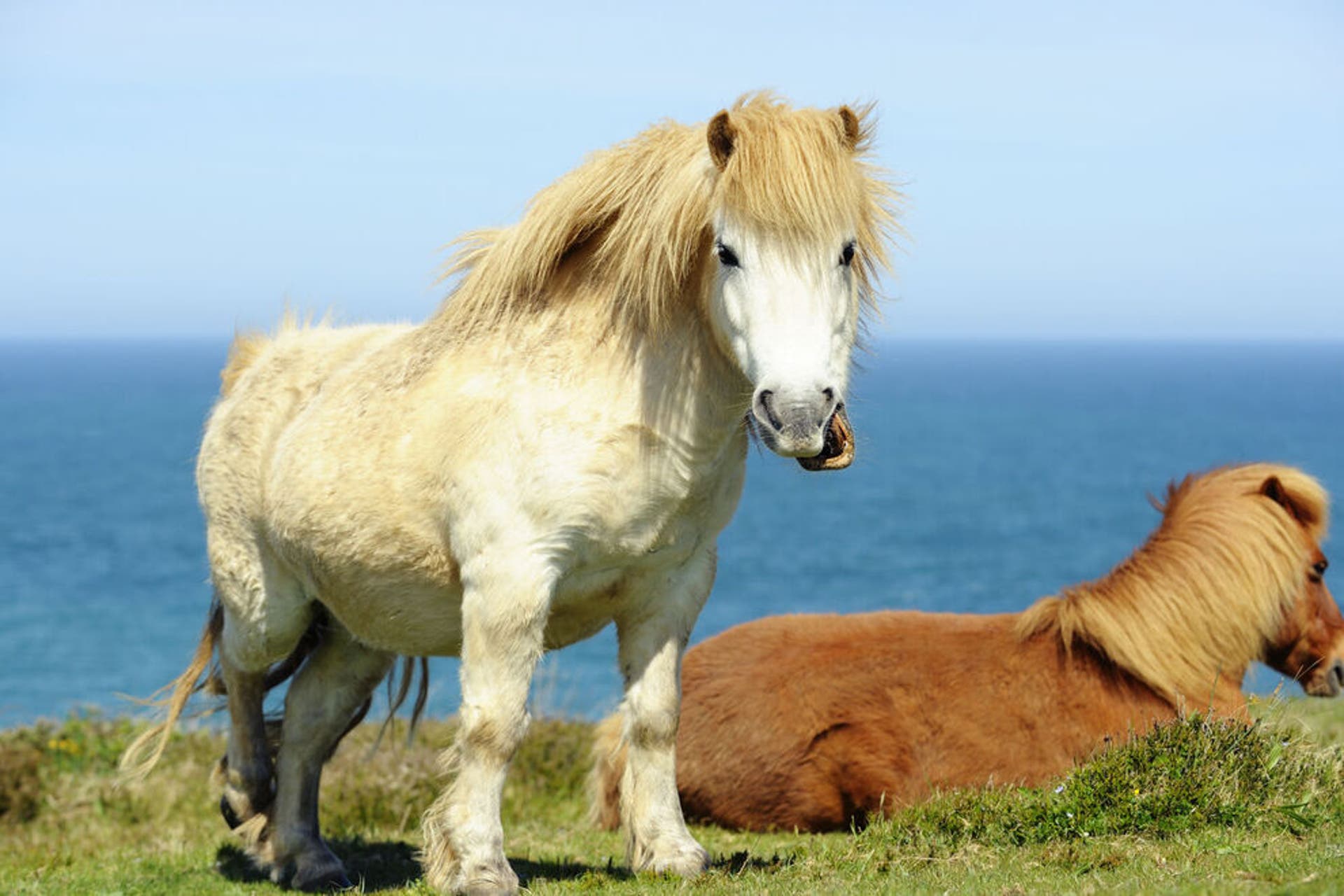 Ponies and mini horses: 10 adorable photos to brighten your day