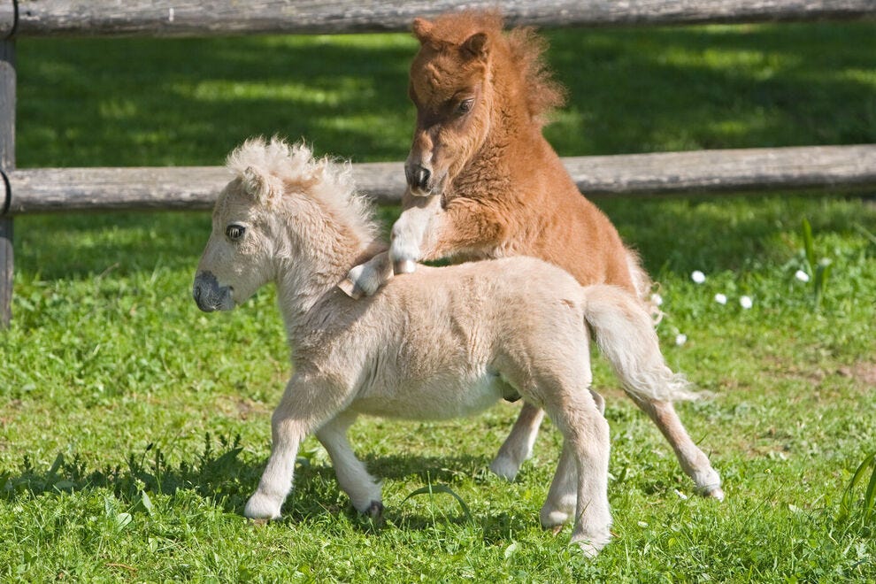 Ponies and mini horses: 10 adorable photos to brighten your day