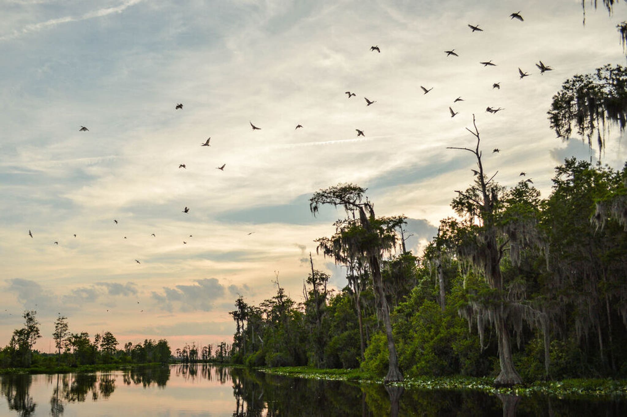 What makes Okefenokee Swamp Georgia's top wildlife tourism destination