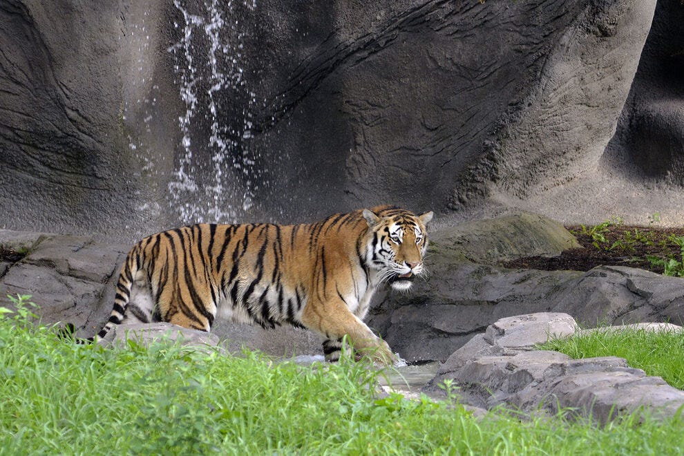 Devereaux Tiger Forest at Detroit Zoo