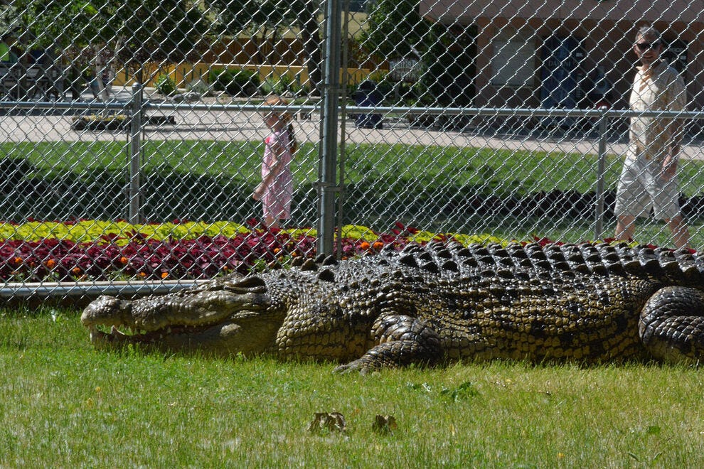 Maniac the Giant Crocodile at Reptile Gardens