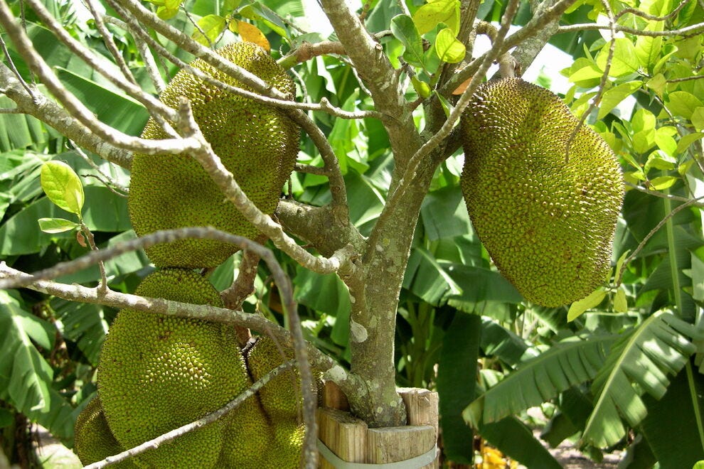 10 of the best Florida gardens for fruit and flowers – POW! Showbiz