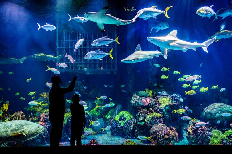 Dive into aquatic marvels at the 10 best aquariums in the US
