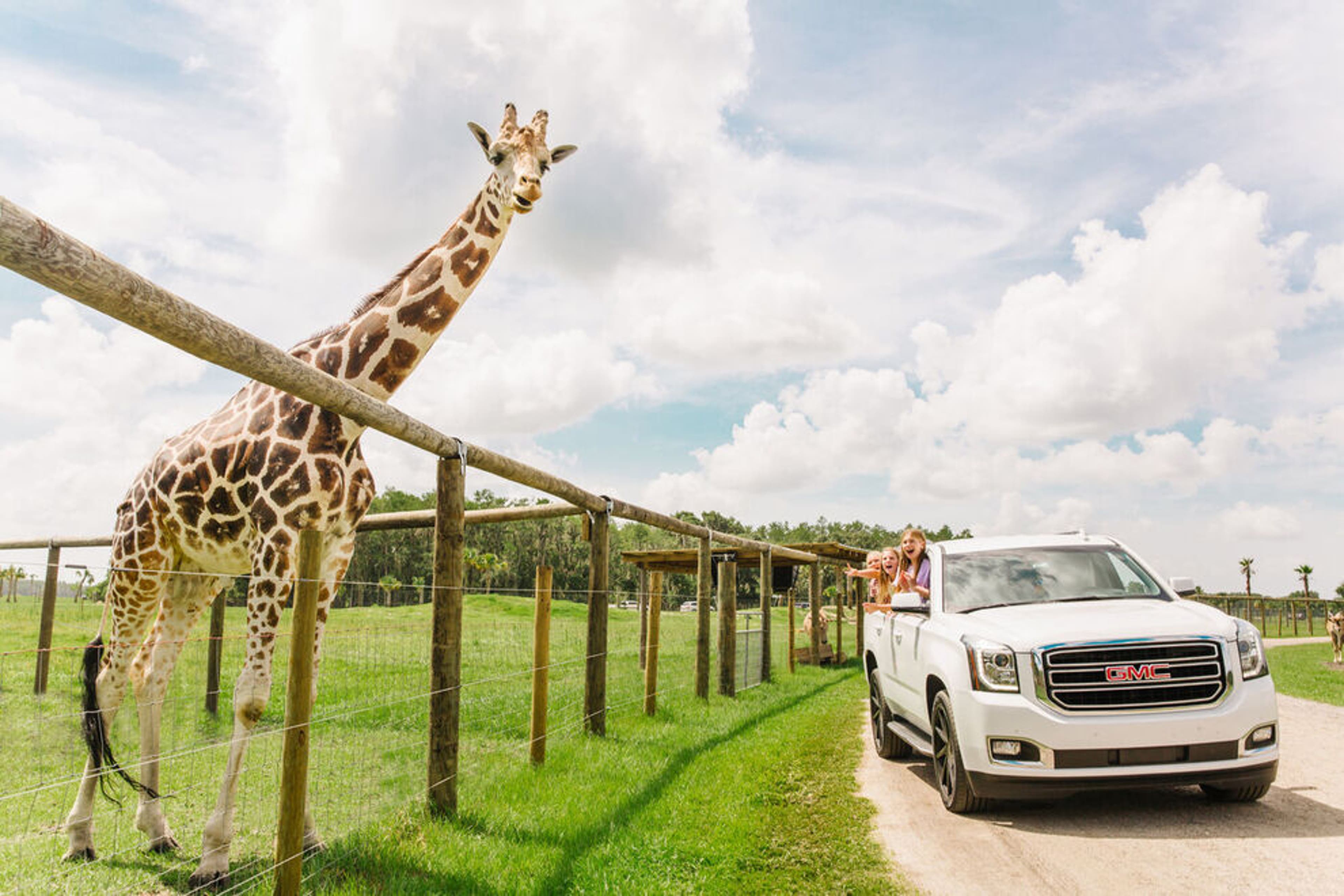 Wild Florida Drive-thru Safari Park